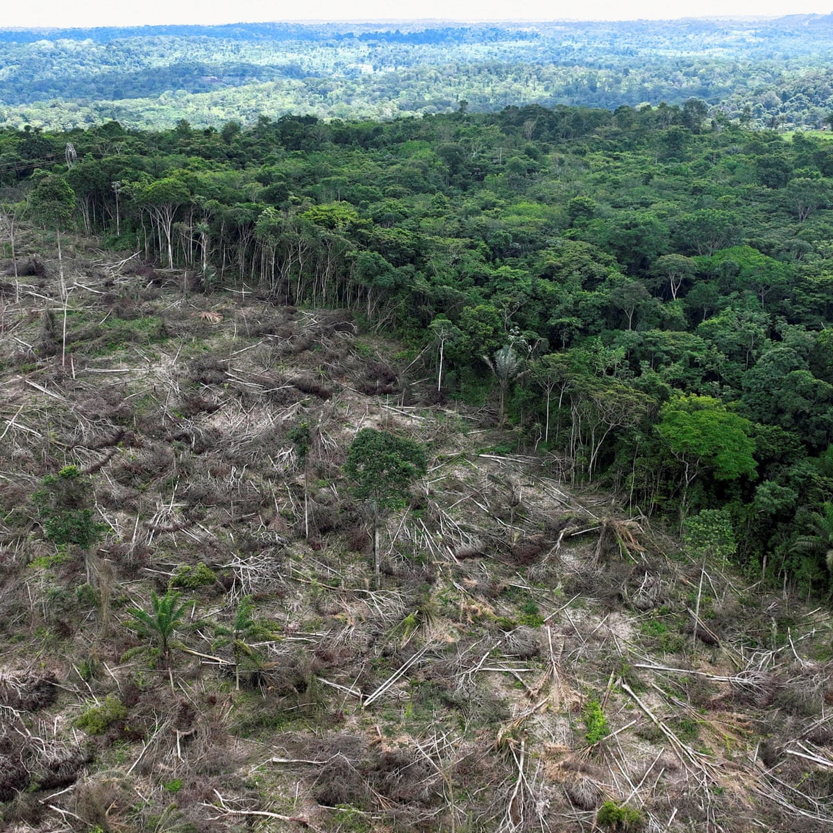 Amazon Rainforest Deforestation Of The Largest Rainforest In The World