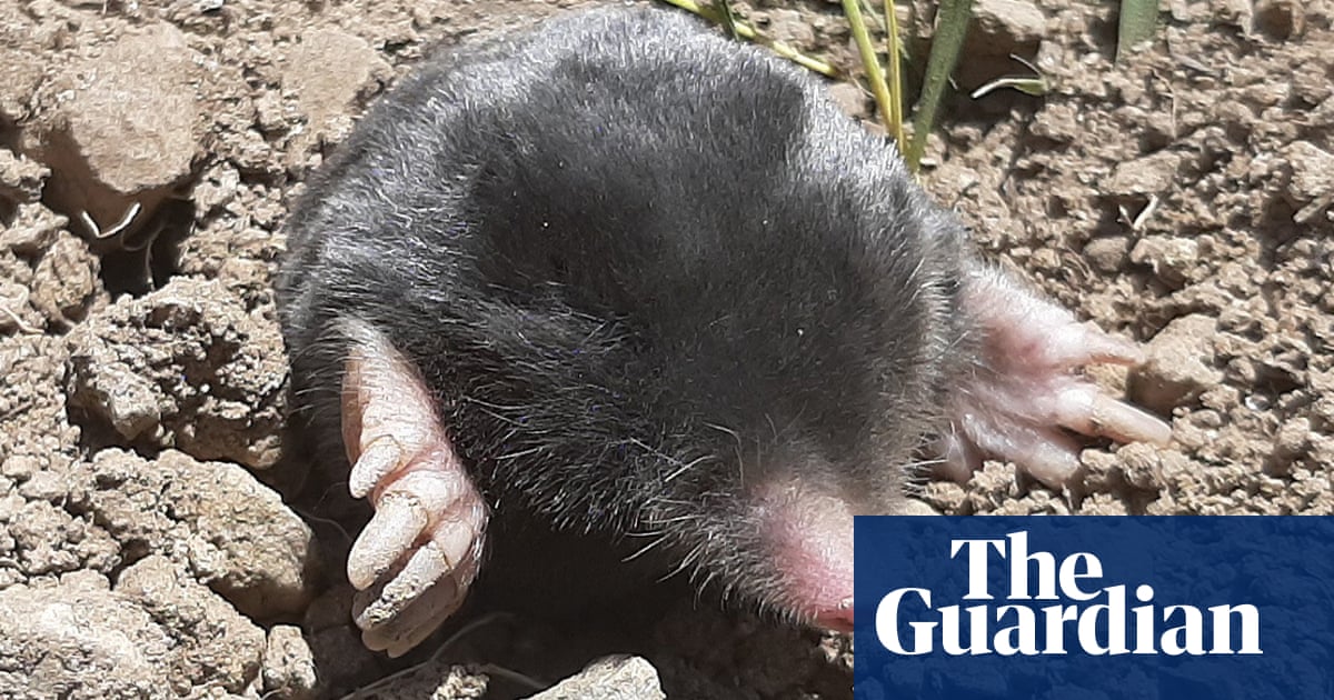 Wildlife: Scientists Discover Two New Types of Mole in Eastern Turkey ... Wildlife: Scientists Discover Two New Types of Mole in Eastern Turkey ...