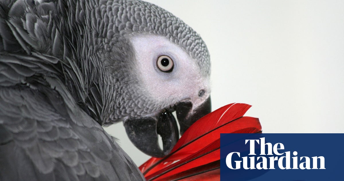 Parrot Could Be Witness To Possible Us Murder Case Us News The Guardian