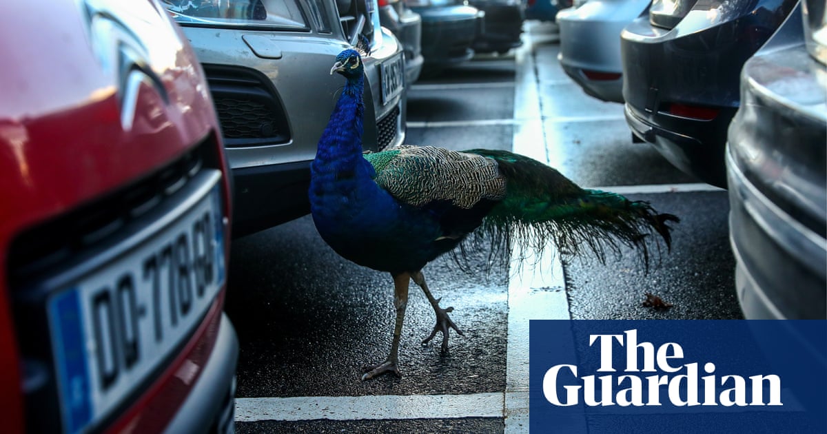J Lo And A Stray Peacock Thursdays Top Photos News The Guardian