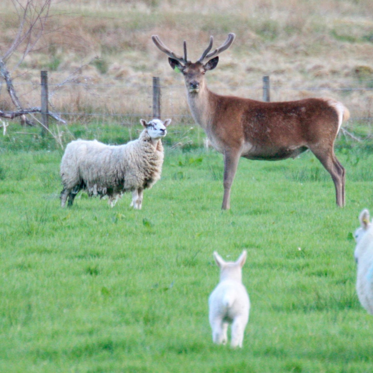 Deer Goat Hybrid