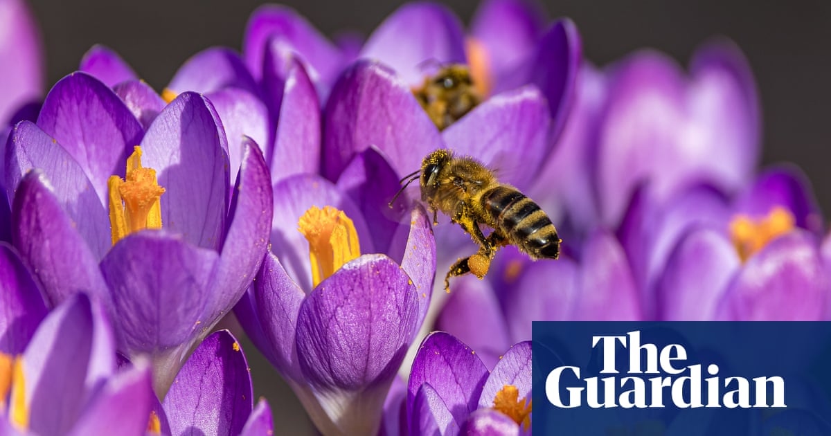 The Week In Wildlife In Pictures Four Rare Amur Leopards Perching Puffins And A Hungry Fox
