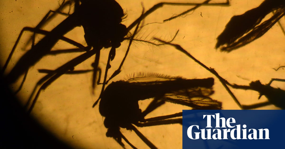 Long-term support for Zika virus victims | Letters | The Guardian Long-term support for Zika virus victims | Letters | The Guardian