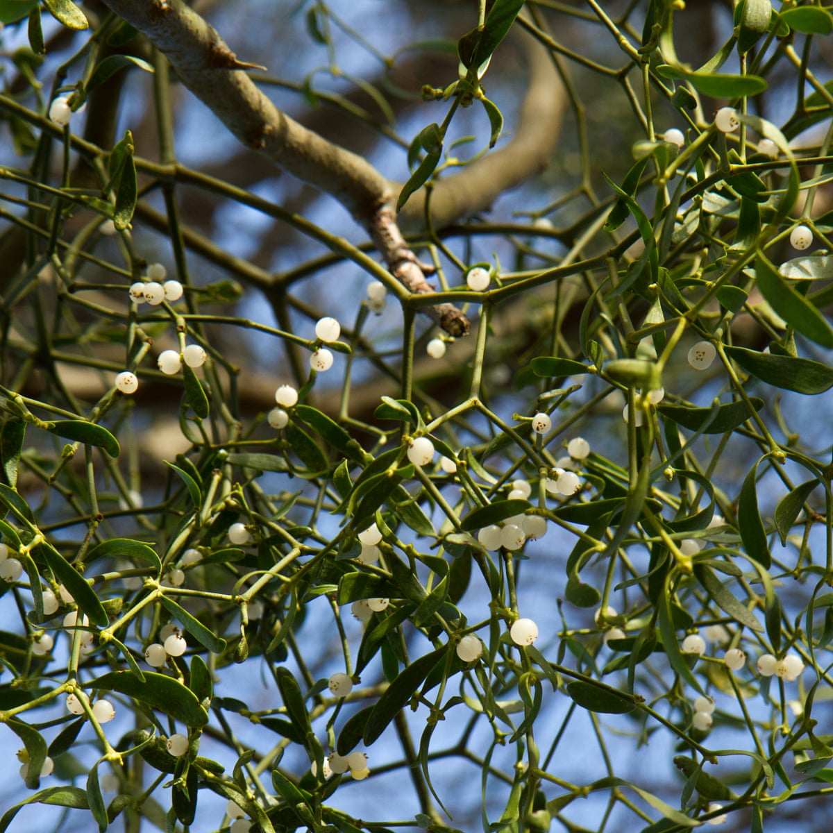 Mistletoe Tree mistletoe-tree
