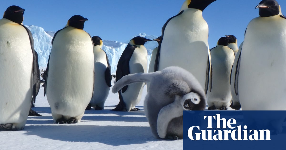 Pingüino Emperador En Peligro De Extinción Junto Con Dos Tercios De