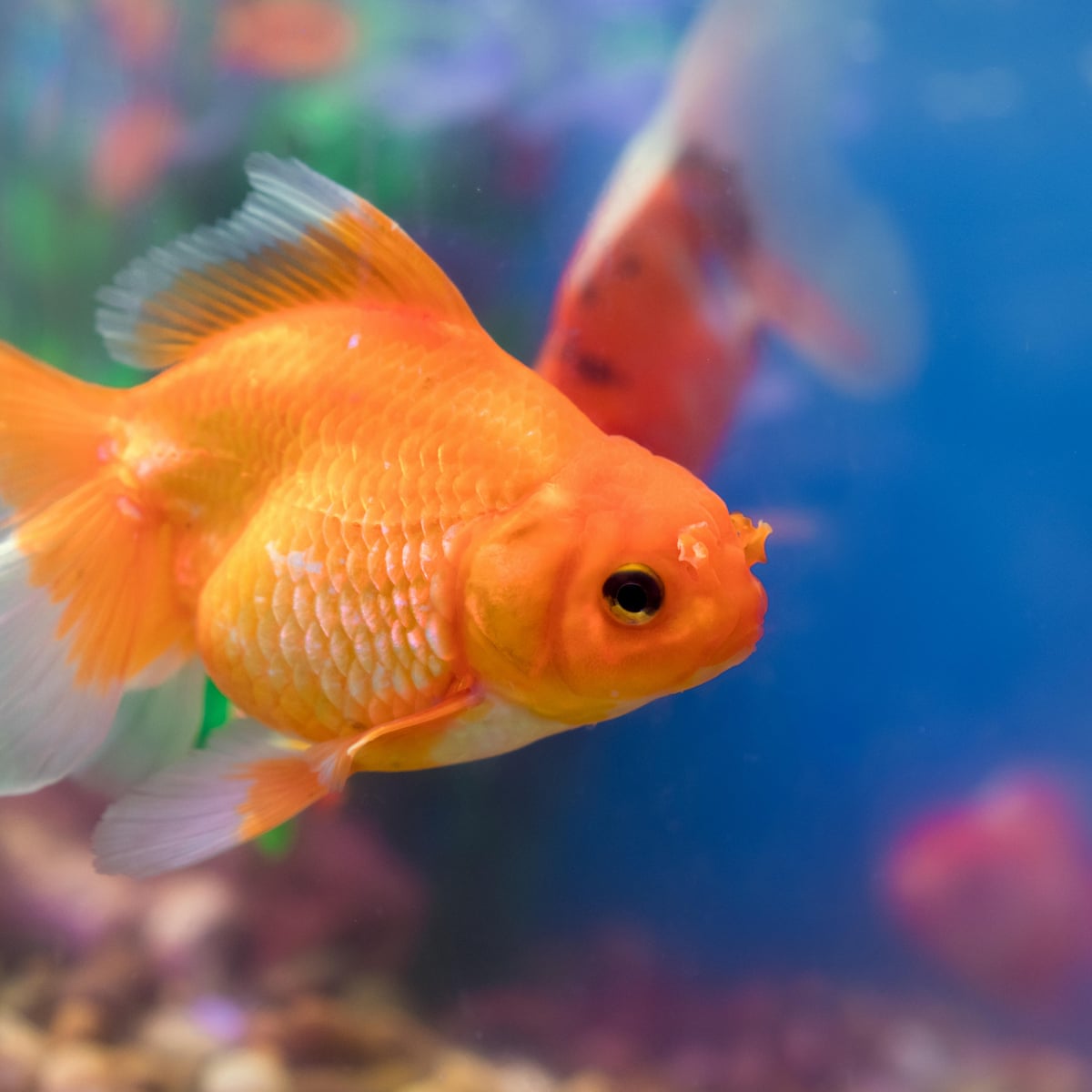 What Size Is Best For A Goldfish Tank Atelier yuwa ciao jp what-size-is-best-for-a-goldfish-tank-atelier-yuwa-ciao-jp