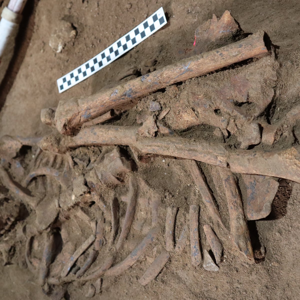 31 000 Year Old Skeleton Missing Lower Left Leg Is Earliest Known
