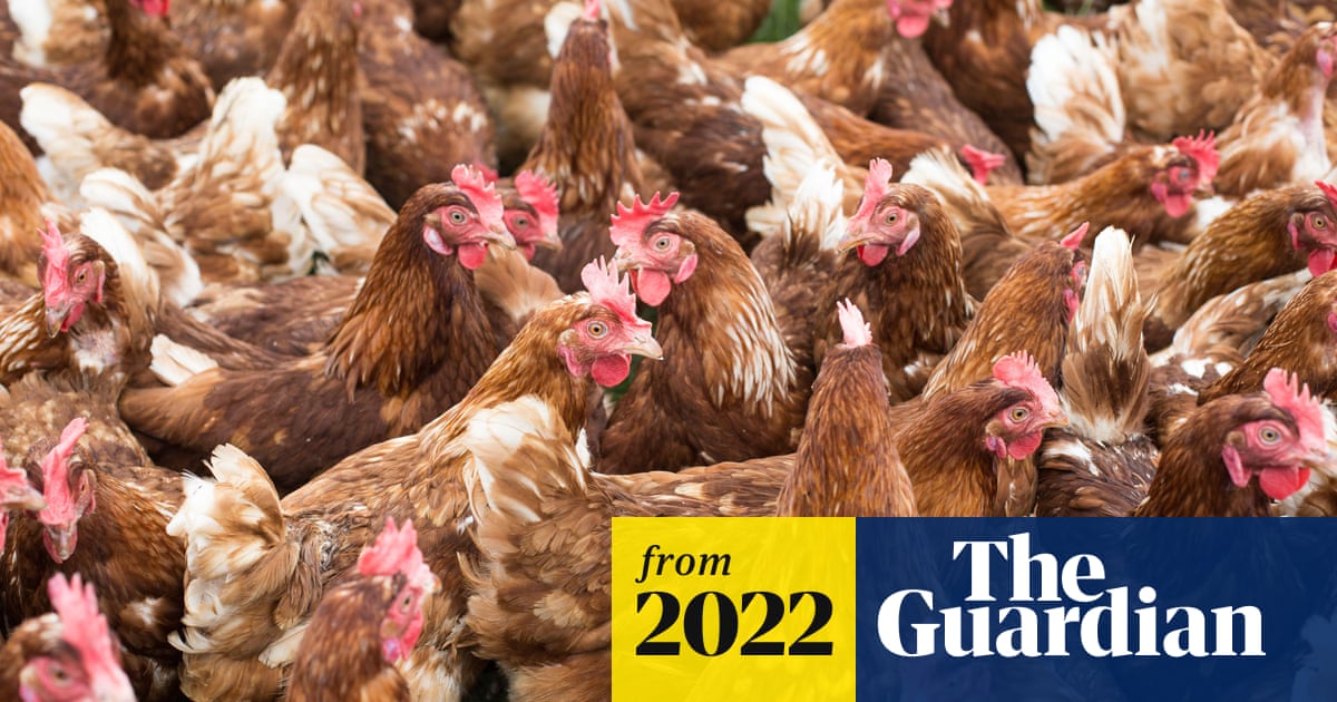 Bird Flu Found In Poultry At Site In Anglesey Bird Flu The Guardian