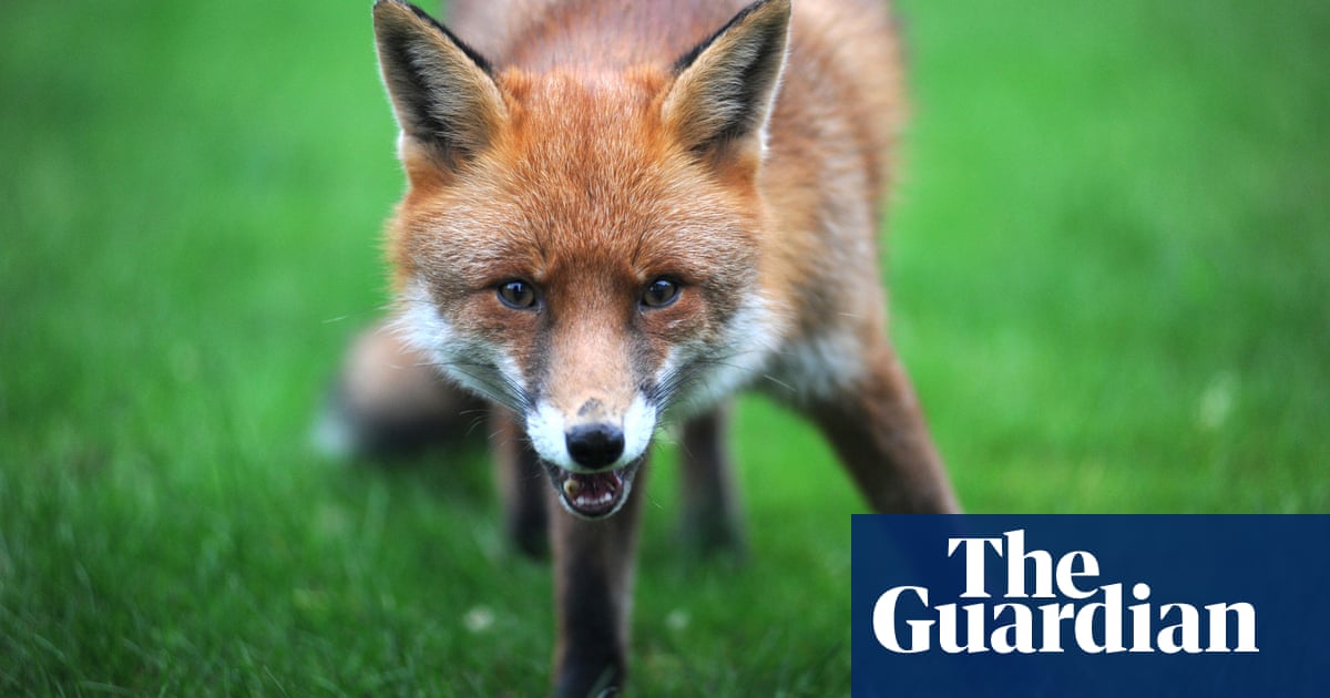 Croydon Cat Killer Unmasked As Fox After Three Year Investigation