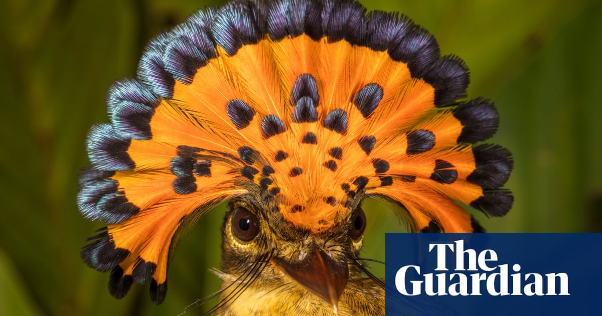 Wildlife Conservation Society s Favourite Pictures Of 2016 wildlife-conservation-society-s-favourite-pictures-of-2016