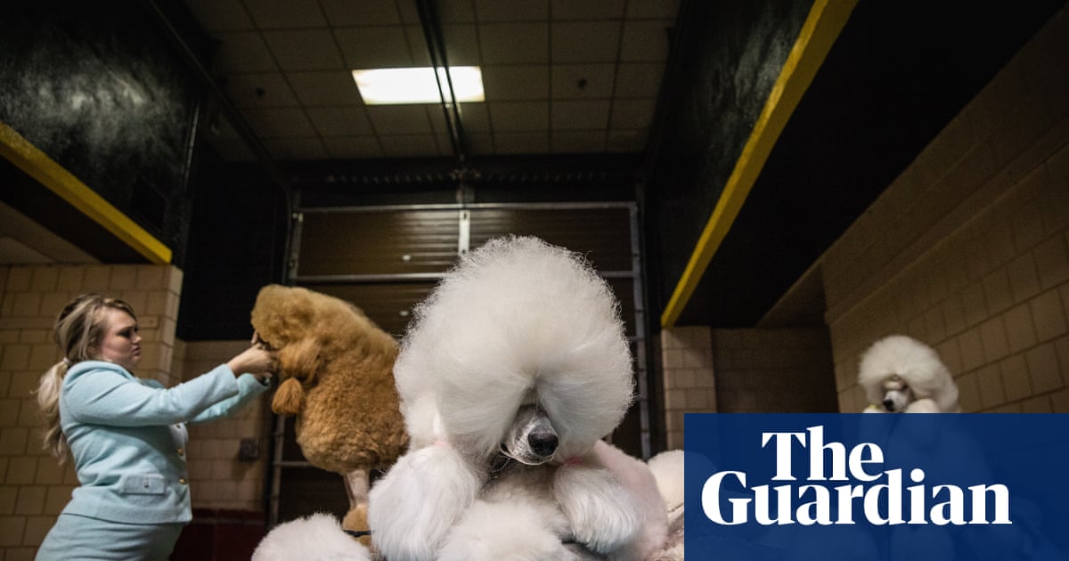 Poodles And Portraits Winners Of The First Female In Focus Awards