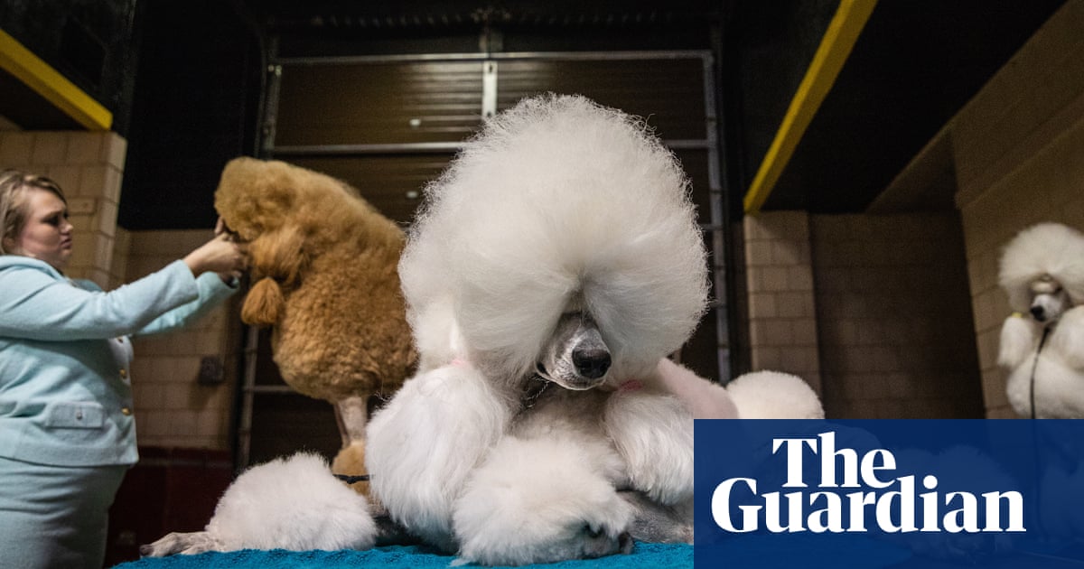 Poodles And Portraits Winners Of The First Female In Focus Awards