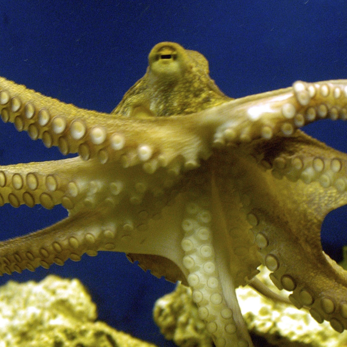 War Of The Gargantuas Octopus
