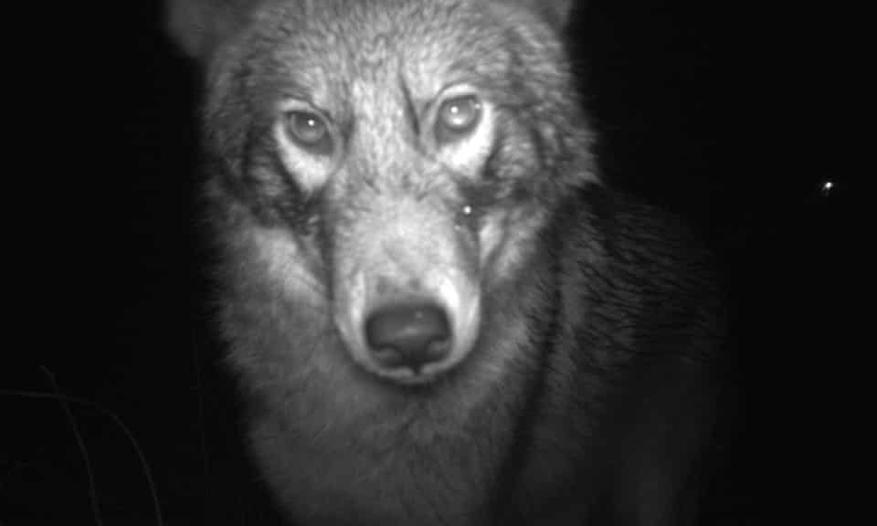 Wily coyotes take up residence at Trump's New York City golf course ... Wily coyotes take up residence at Trump's New York City golf course ...