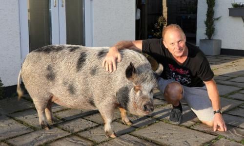 Smallest Pig Breed In The World Smallest Pig Breed In The World