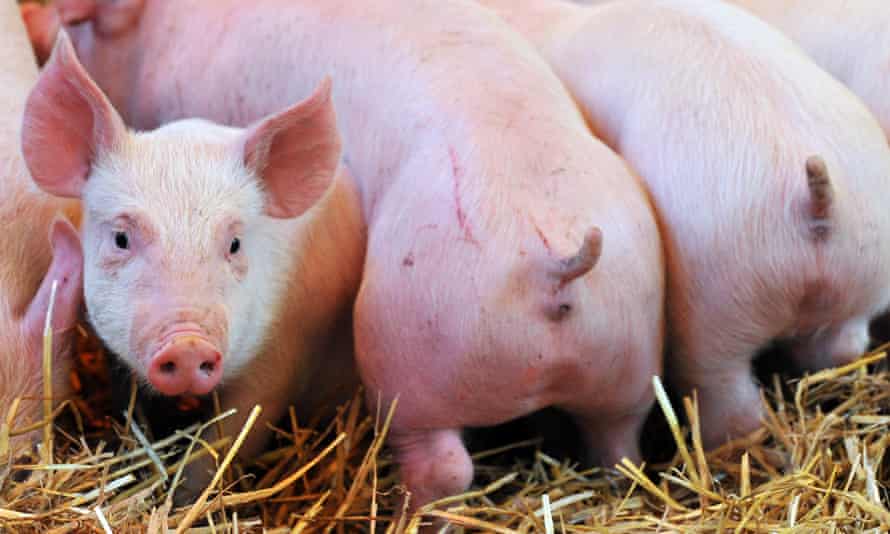 The Curse Of Tail docking The Painful Truth About Italy s Pigs the-curse-of-tail-docking-the-painful-truth-about-italy-s-pigs