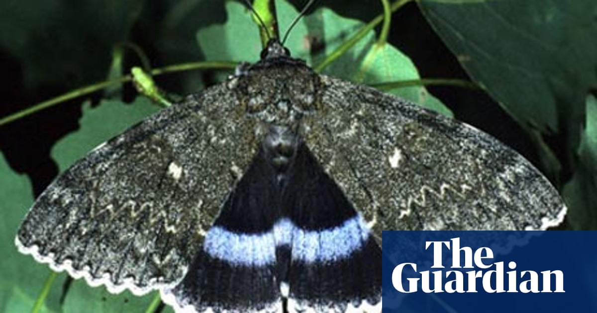 All A Flutter Over Moths Environment The Guardian