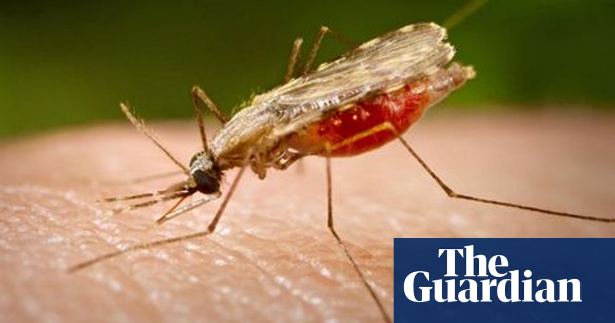 Genetically Engineered Mosquitoes Could Be Vital Weapon Against Malaria