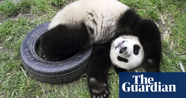 In Pictures There S Only One Giant Panda Science The Guardian