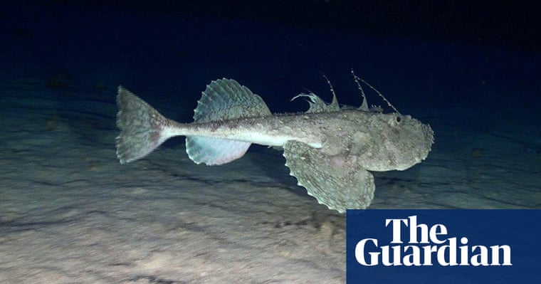 Marine Species Discovered On Gorringe Seamount In Pictures