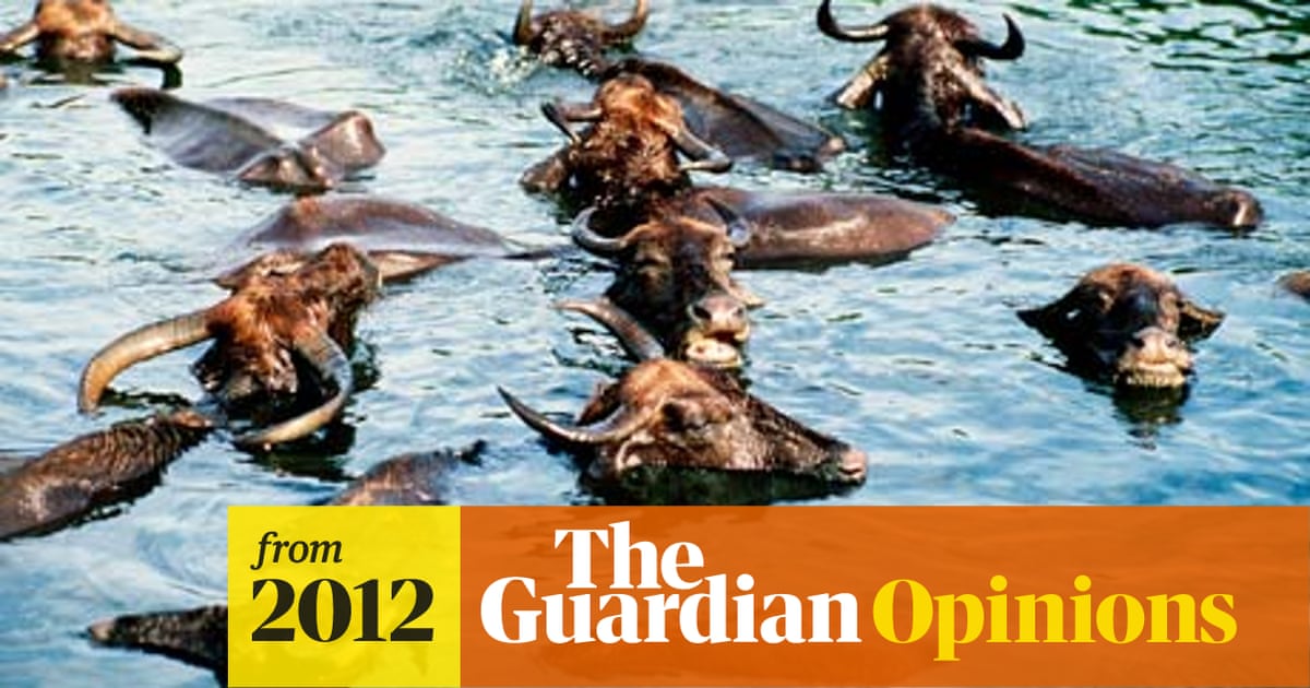 Turning Vegetarian Will Not Solve The Food Crisis Priyamvada Gopal