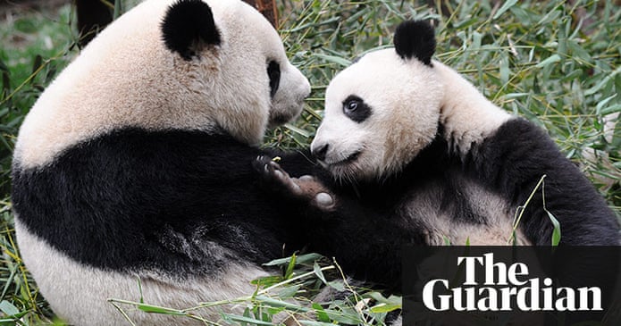 Pandas At Play In China In Pictures Travel The Guardian