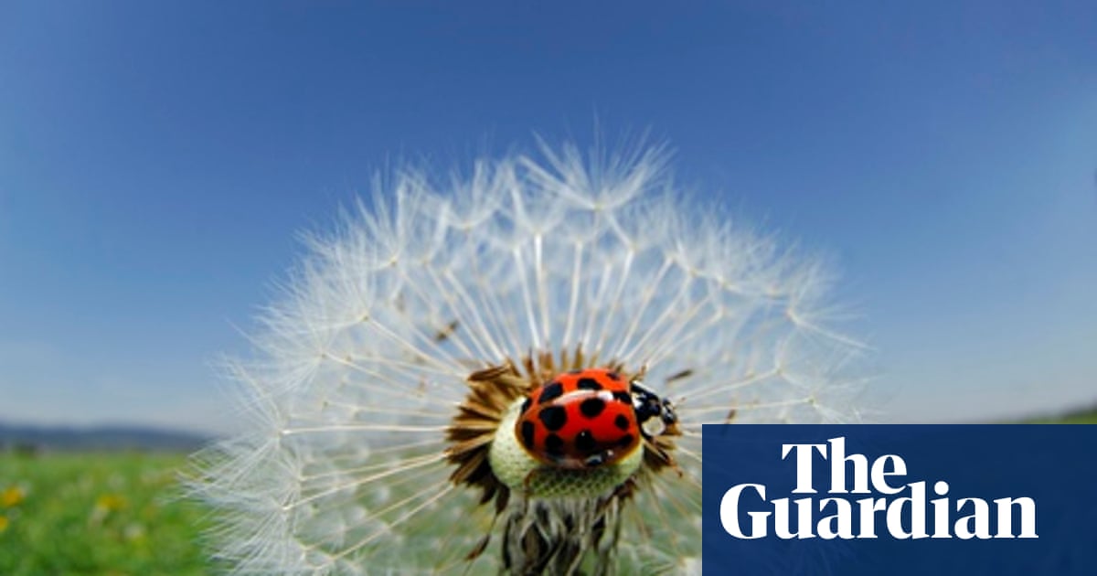 How To Teach Insects And Bugs Green Schools The Guardian how-to-teach-insects-and-bugs-green-schools-the-guardian