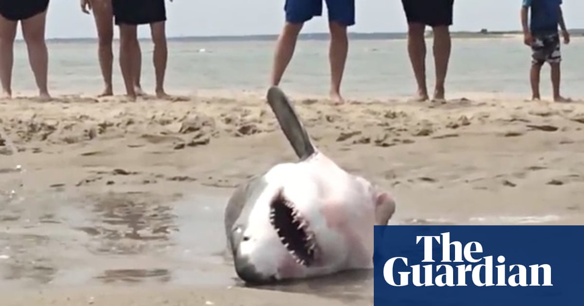 Stranded Great White Shark Rescued From Massachusetts Beach Video