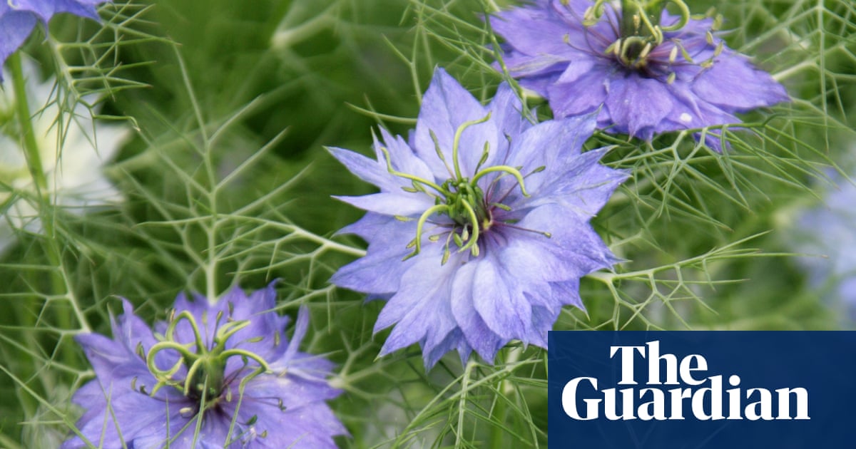 How To Fill A Border On A Budget Gardens The Guardian how-to-fill-a-border-on-a-budget-gardens-the-guardian