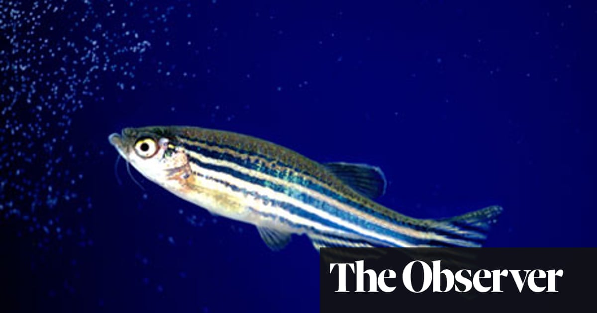 How The Diminutive Zebrafish Is Having A Big Impact On Medical Research how-the-diminutive-zebrafish-is-having-a-big-impact-on-medical-research