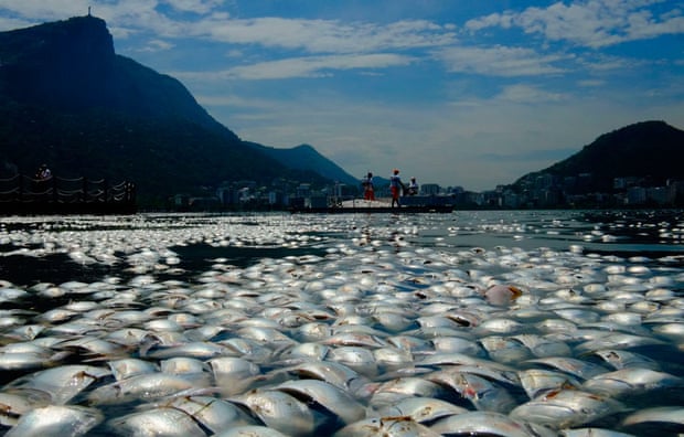 Rio 2016 Olympic rowing lake filled with 65 tonnes of dead fish | The ...