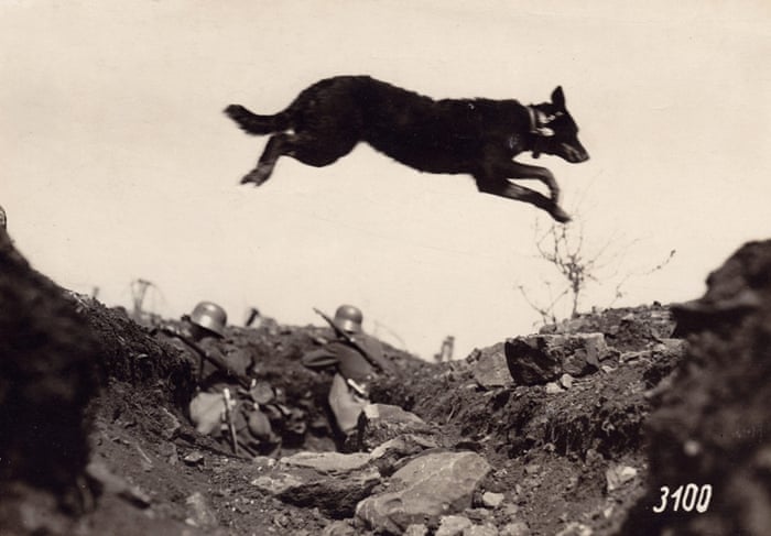 A messenger dog leaps over a German trench during the First World War ...